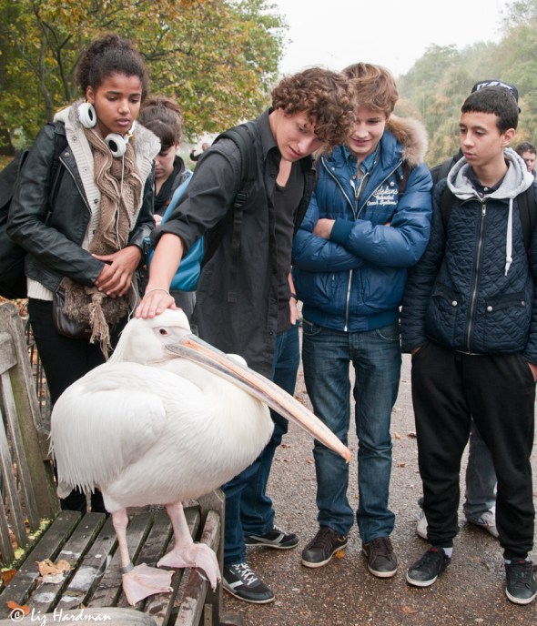 Pelican petting in St James’ Park – Nature on the Edge