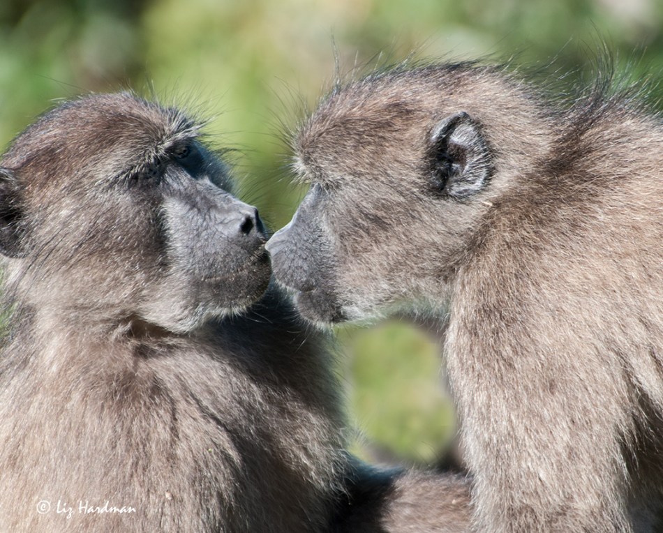 Baboons: tender greetings. – Nature on the Edge