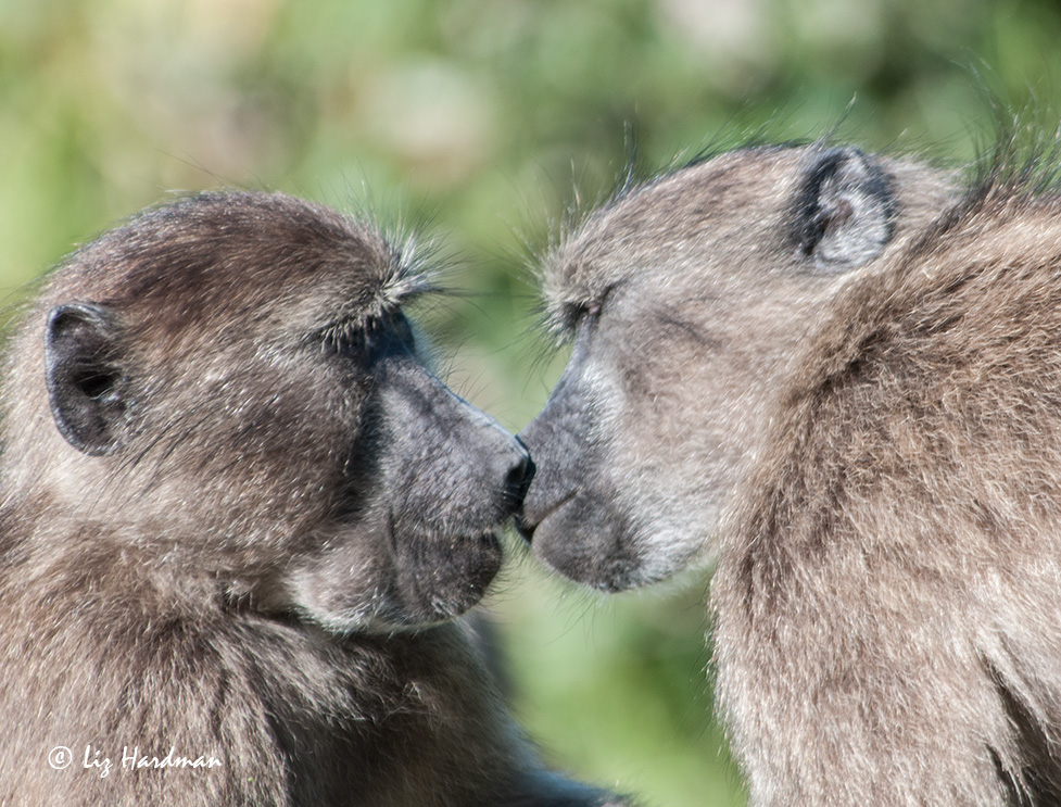 Baboons: tender greetings. – Nature on the Edge