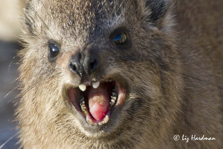 Dassie tusky teeth – Nature on the Edge