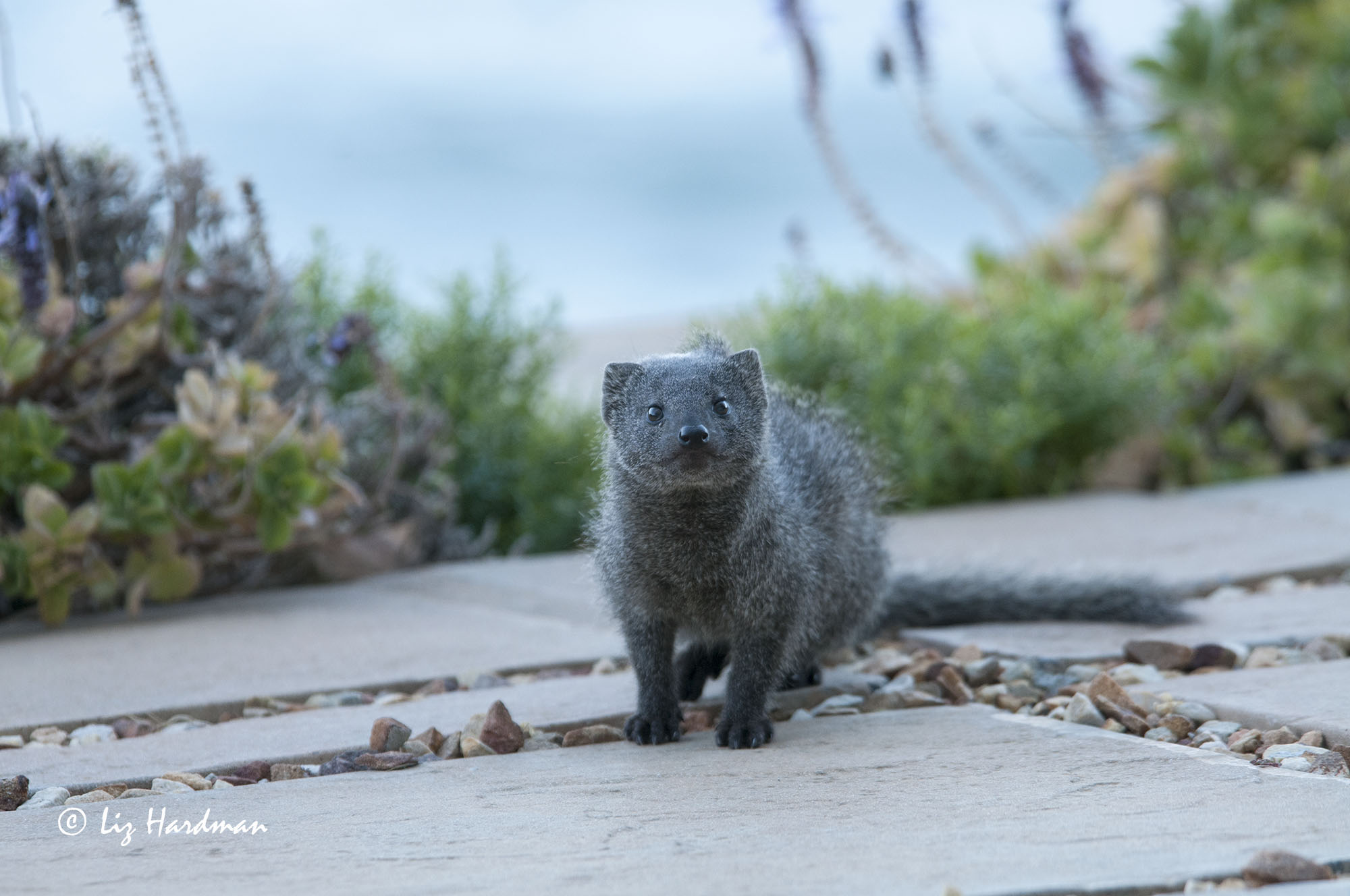 Cape Grey Mongoose – Nature on the Edge