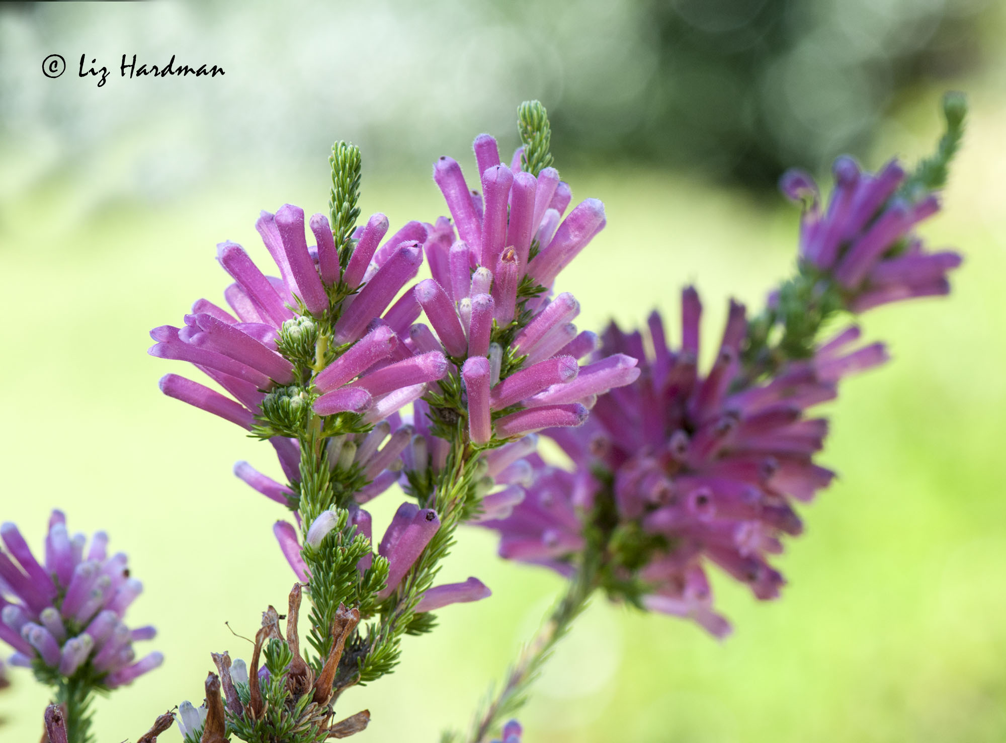 Erica verticillata: a rare plant in the wild – Nature on the Edge