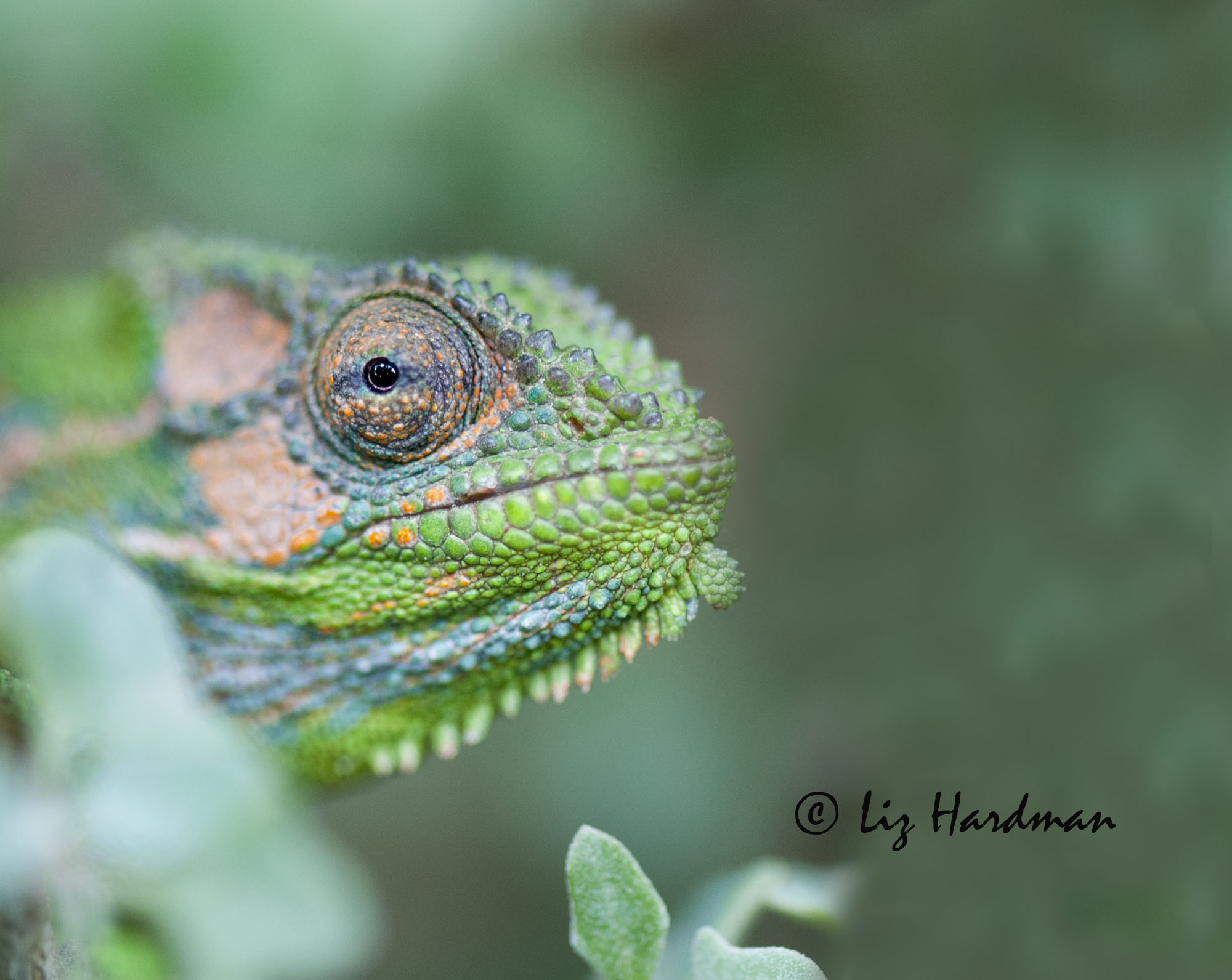Cape Dwarf Chameleon – Nature on the Edge