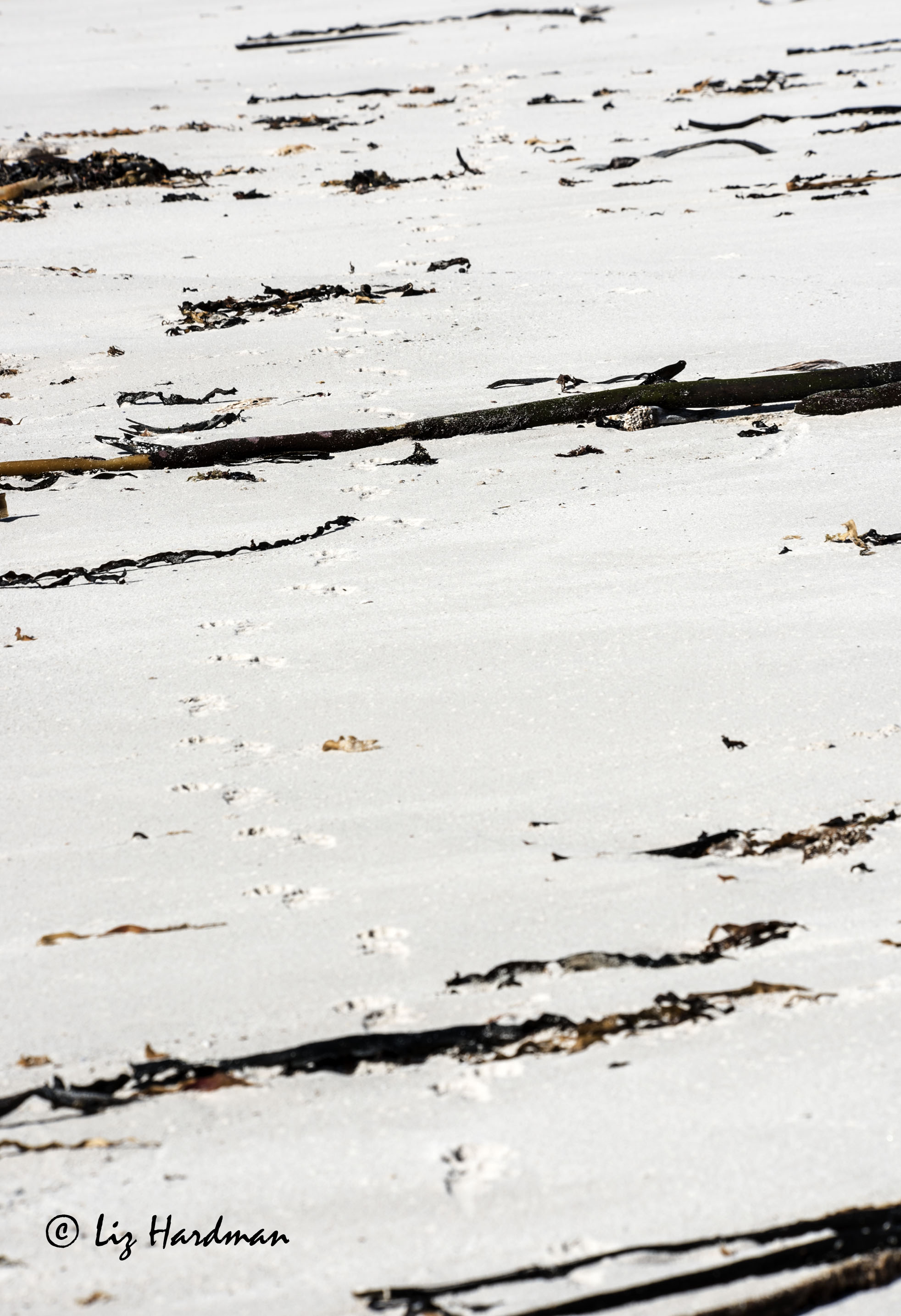 Solitude – Nature on the Edge