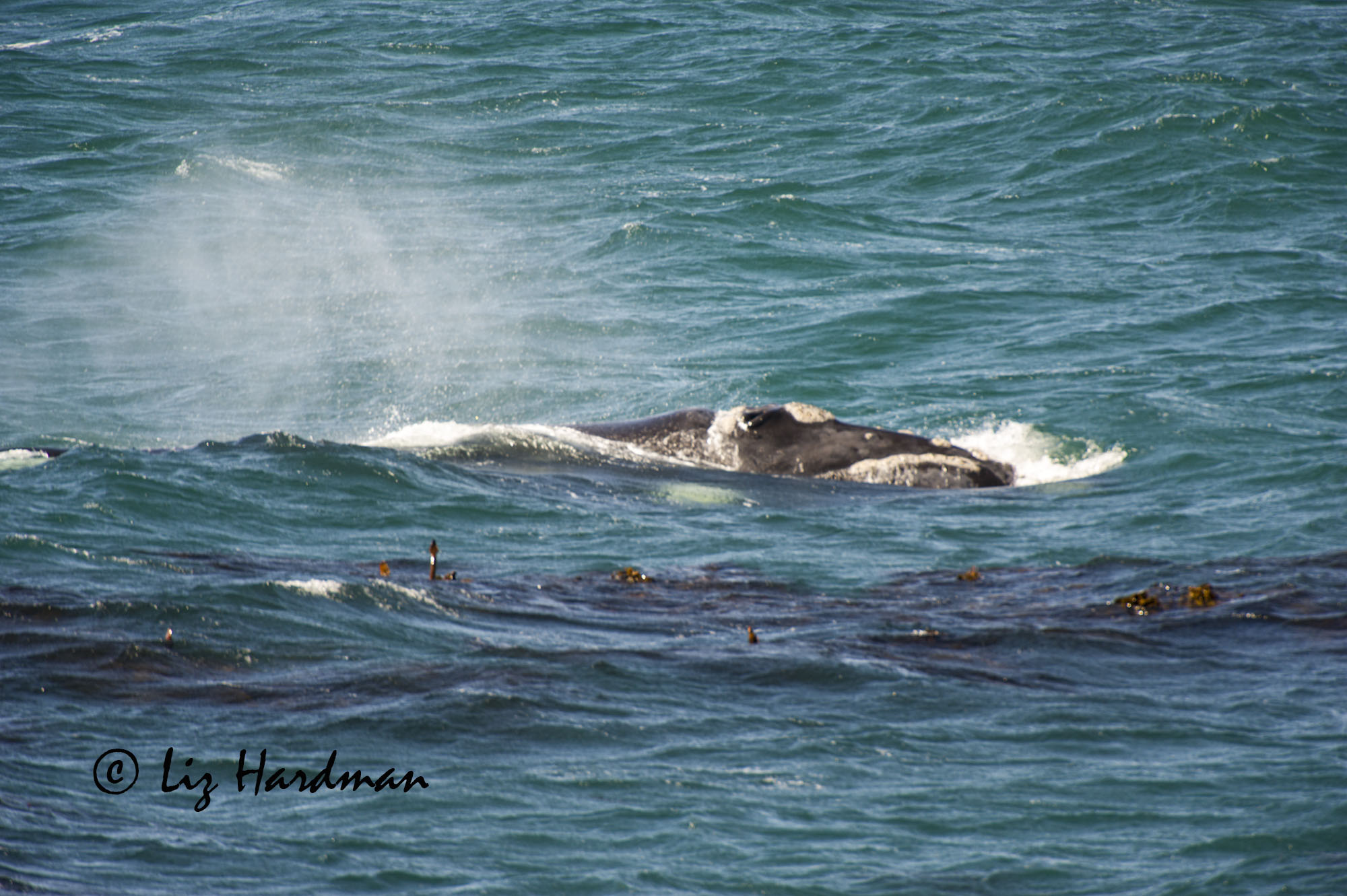 Southern Right whales: nomads of the southern seas – Nature on the Edge