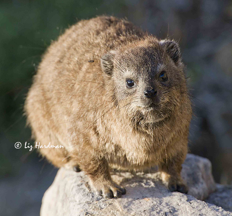 Dassies – Nature on the Edge