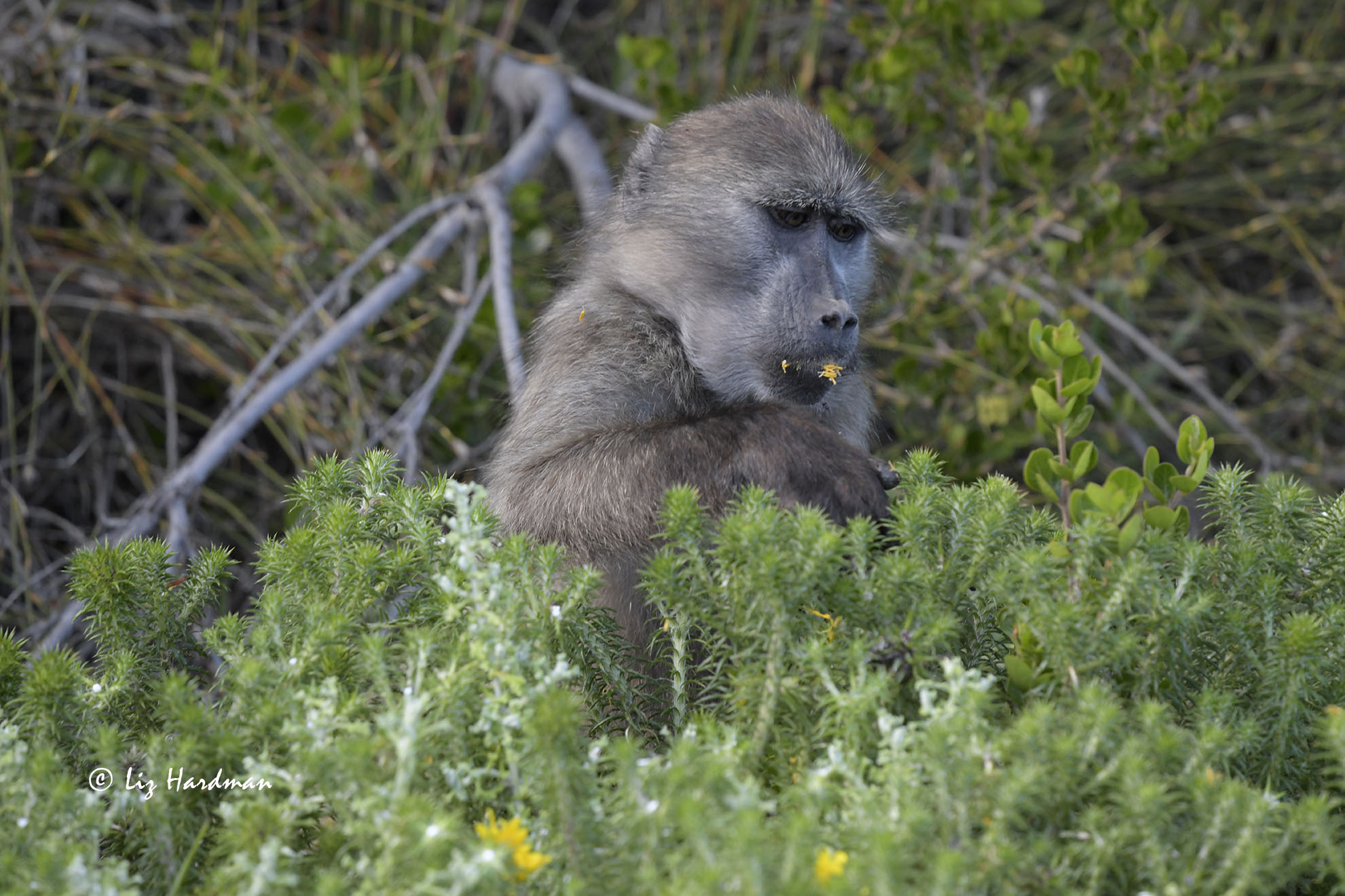 Baboons in fynbos – Nature on the Edge