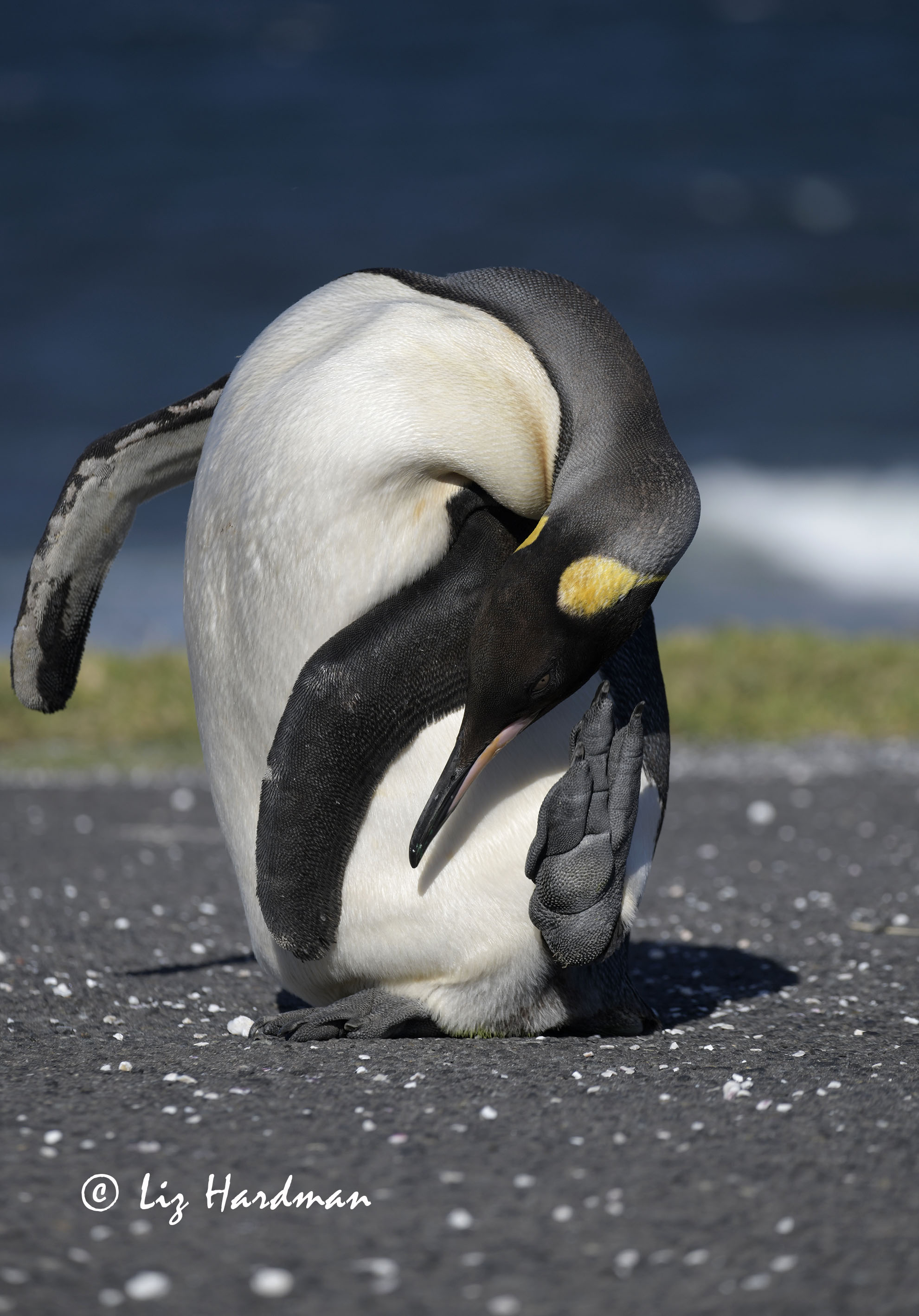 King penguin: a long way from home – Nature on the Edge