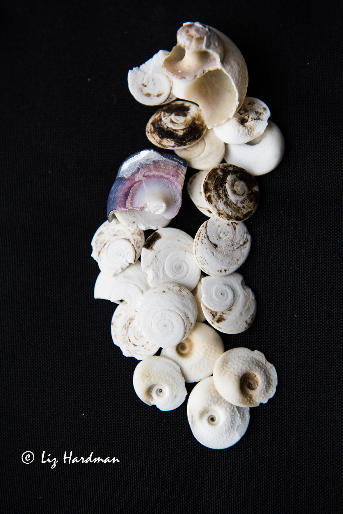 Kelp Gull: Shell Gifts – Nature on the Edge