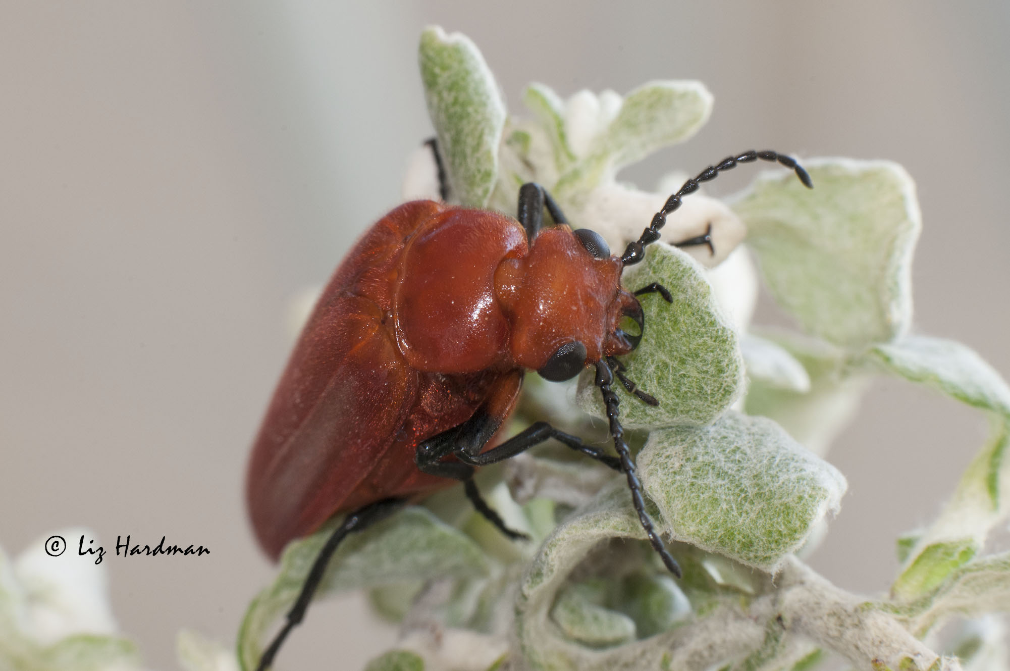 Monday’s Macro: Carpenter Bee Blister Beetle – Nature on the Edge