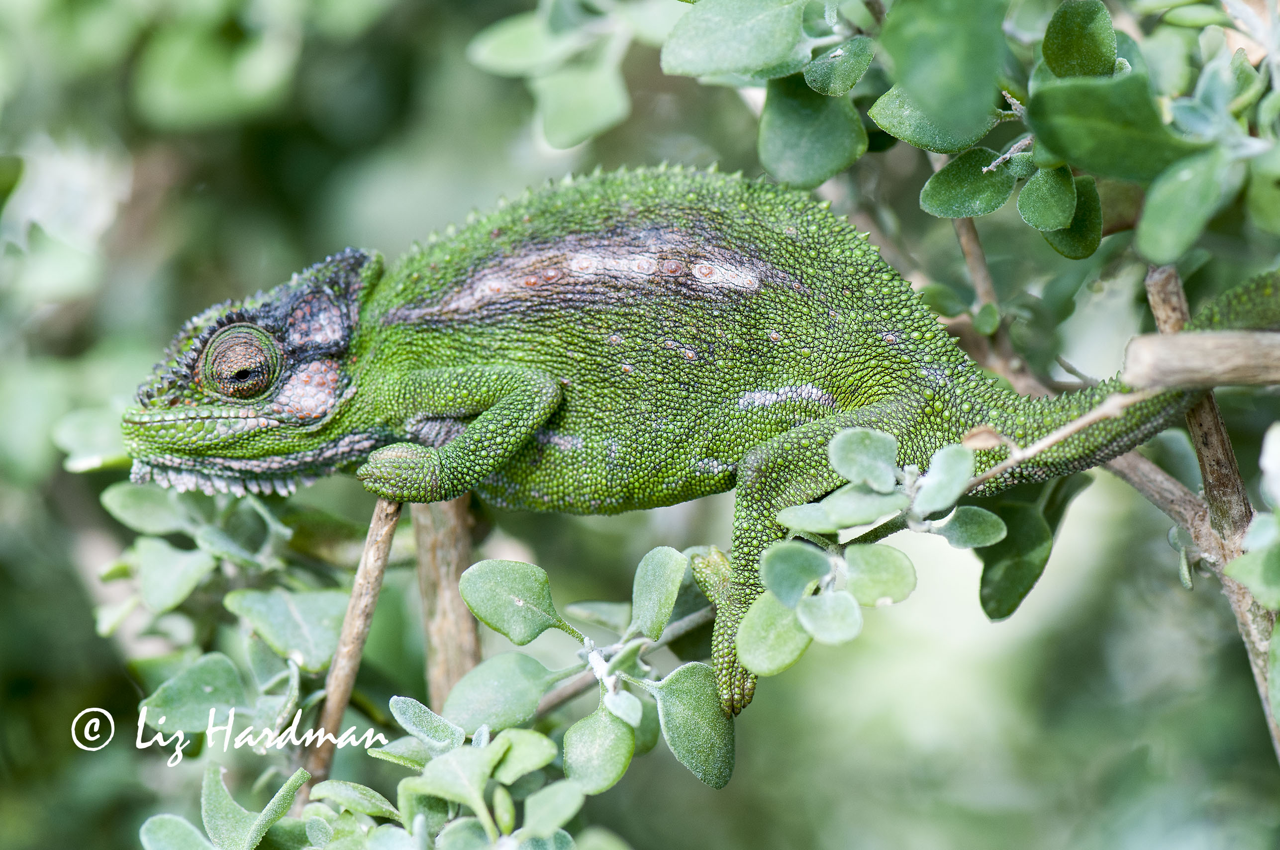 Monday’s Macro: Cape Dwarf Chameleon – Nature on the Edge