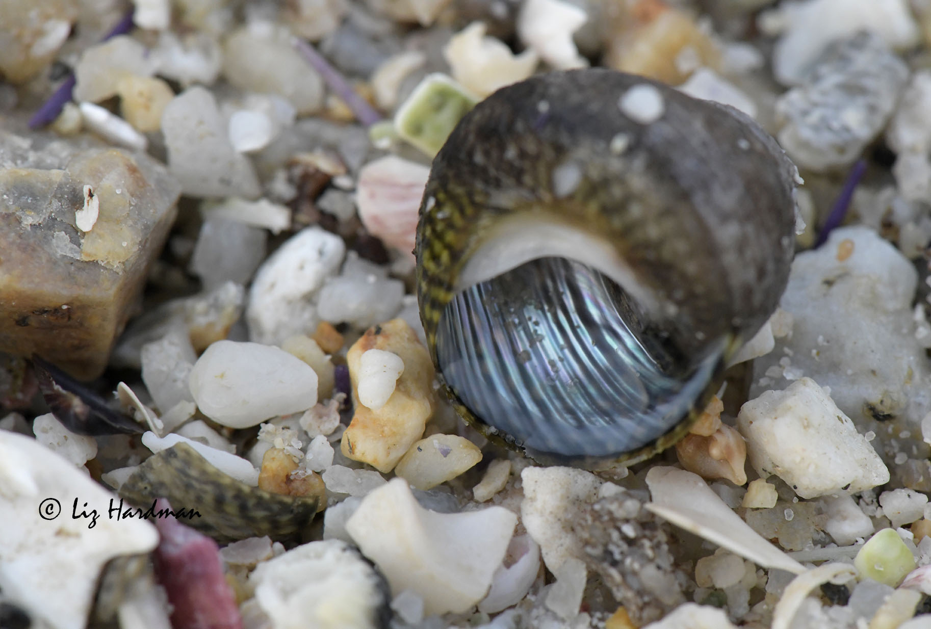Monday’s Macro – Nature on the Edge
