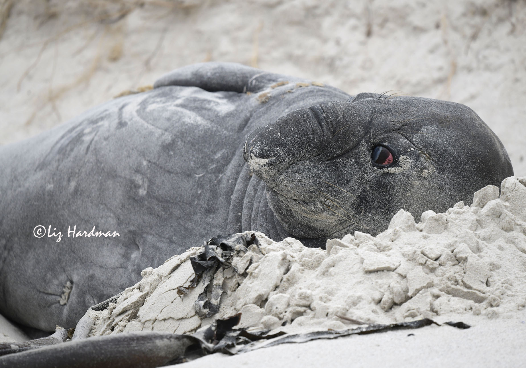 Southern Elephant Seal: Catastrophic Moult – Nature on the Edge