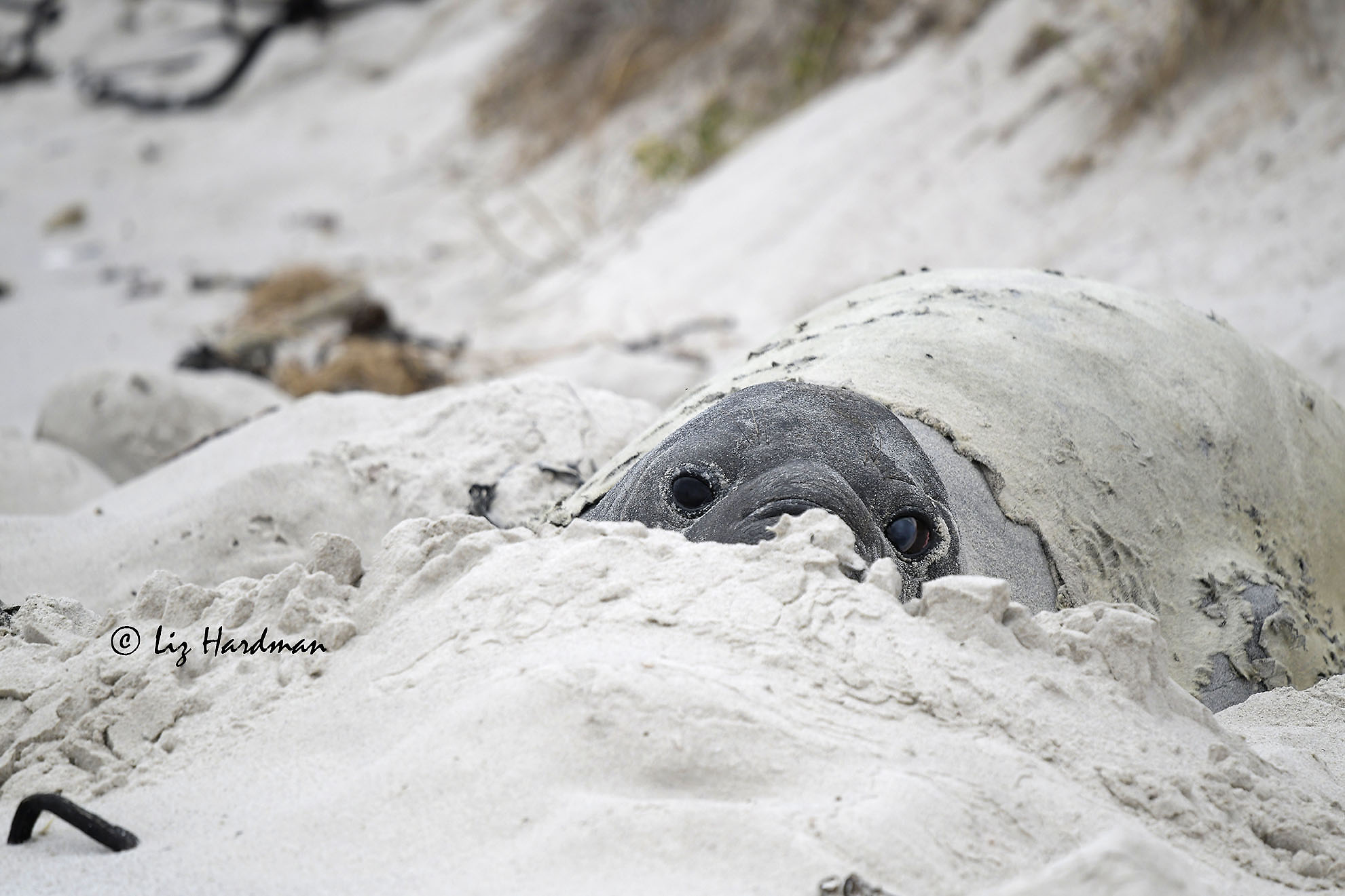 Southern Elephant Seal: Catastrophic Moult – Nature on the Edge