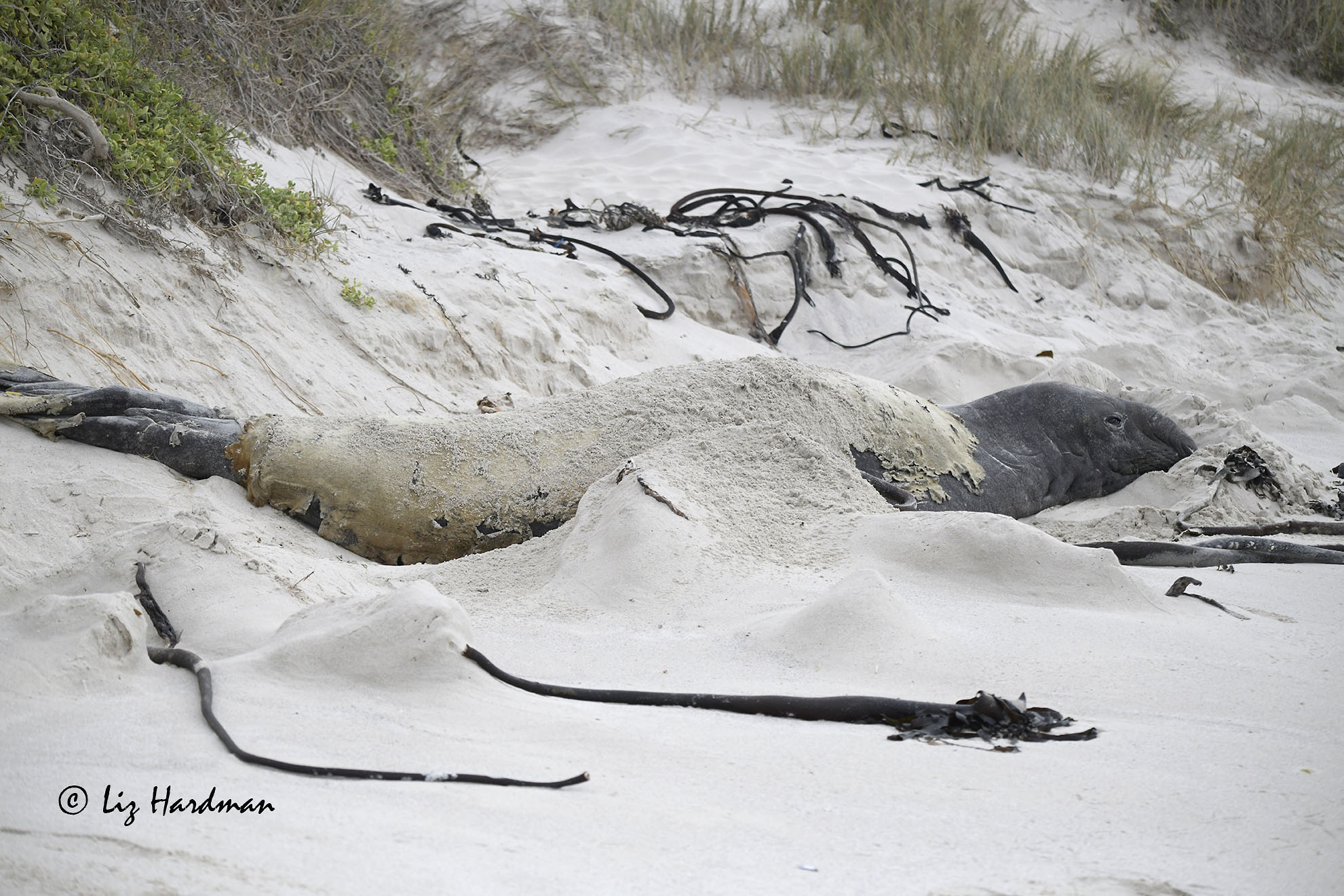 Southern Elephant Seal: Catastrophic Moult – Nature on the Edge