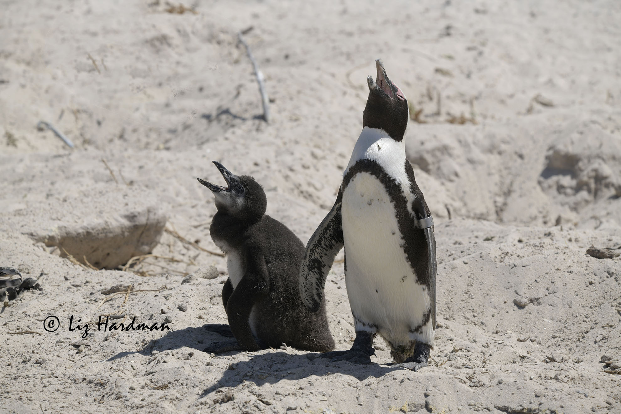 African Penguins: Heat Stress – Nature on the Edge