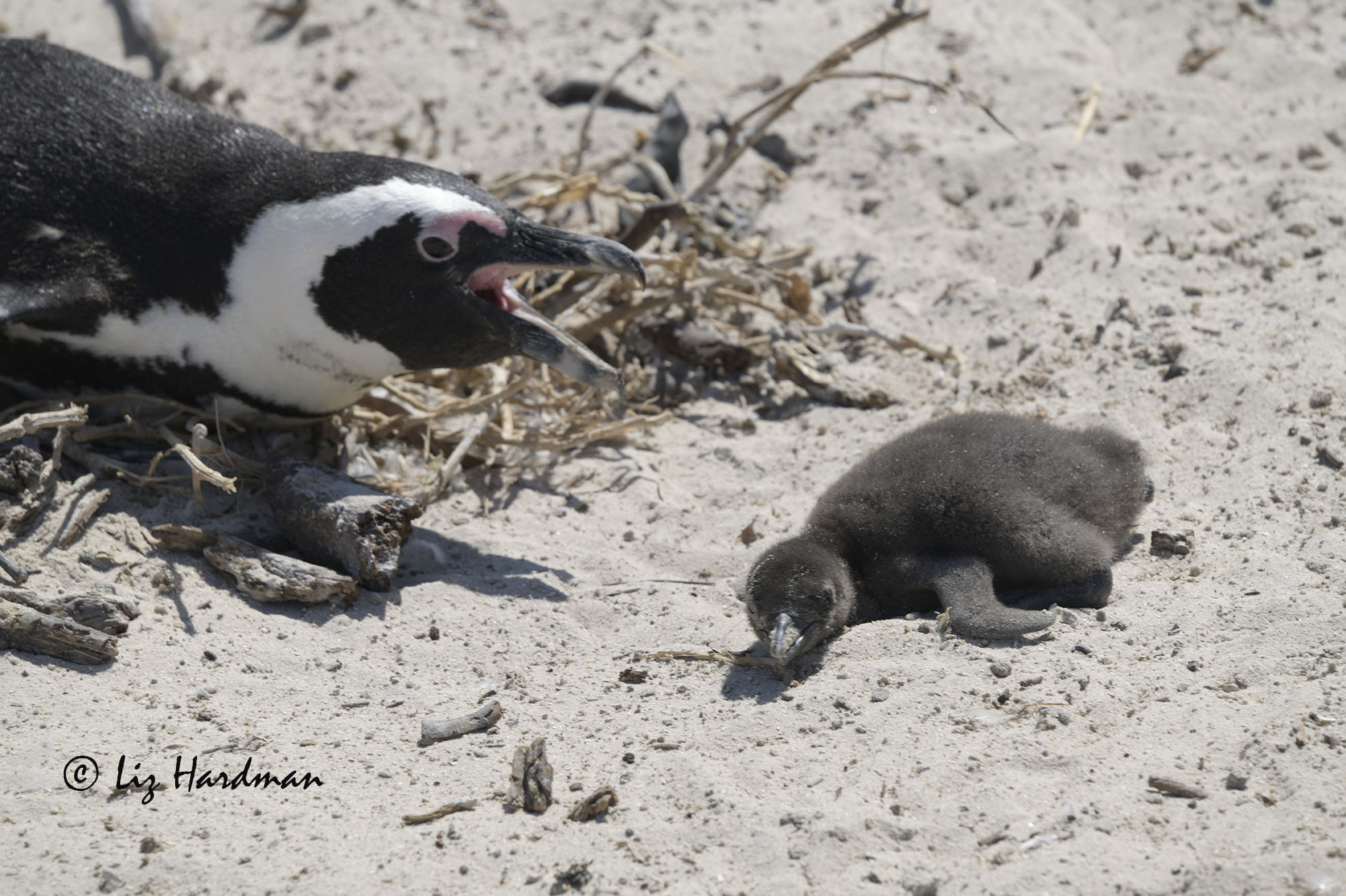 African Penguins: Heat Stress – Nature on the Edge