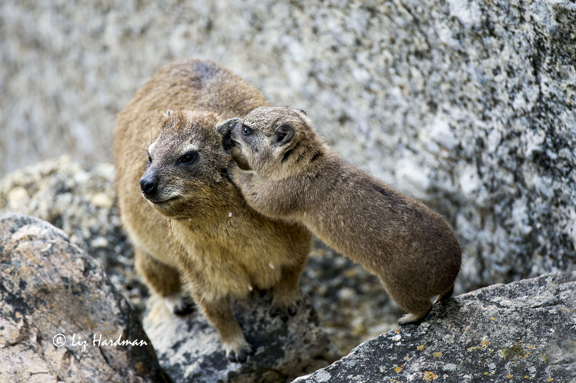 Wordless Wednesday: Rock Hyrax – Nature on the Edge