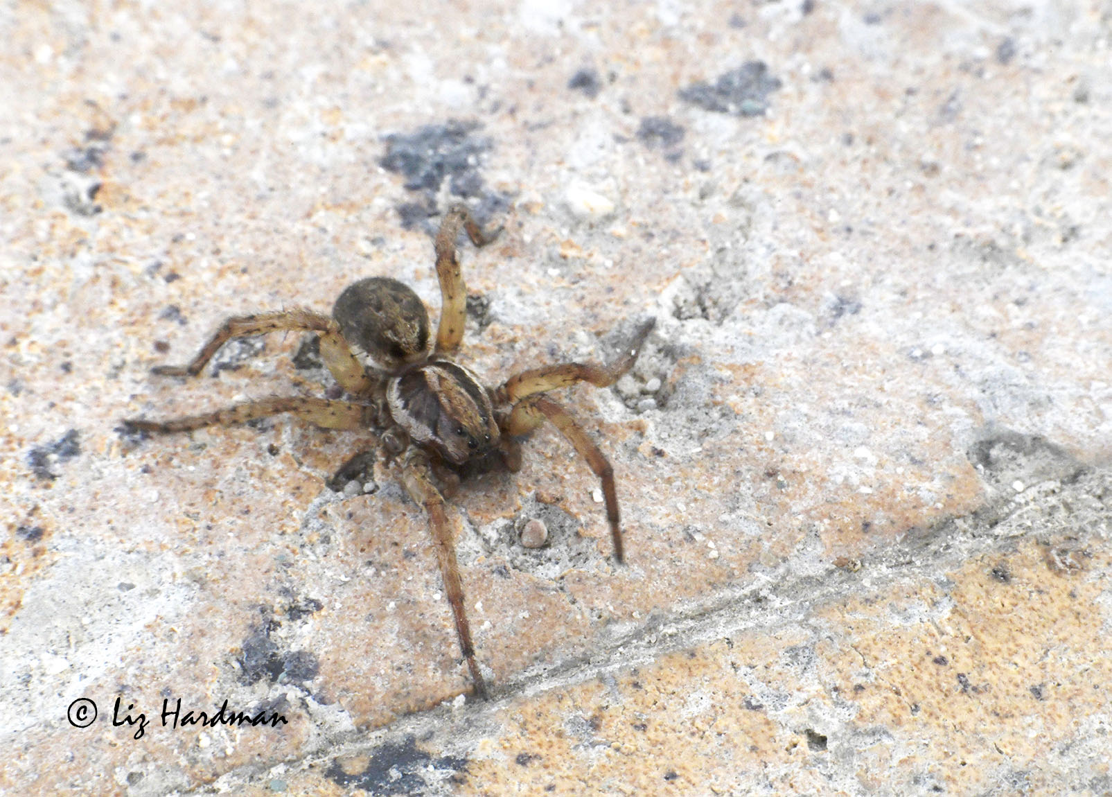 Monday’s Macro: Wolf Spider – Nature on the Edge