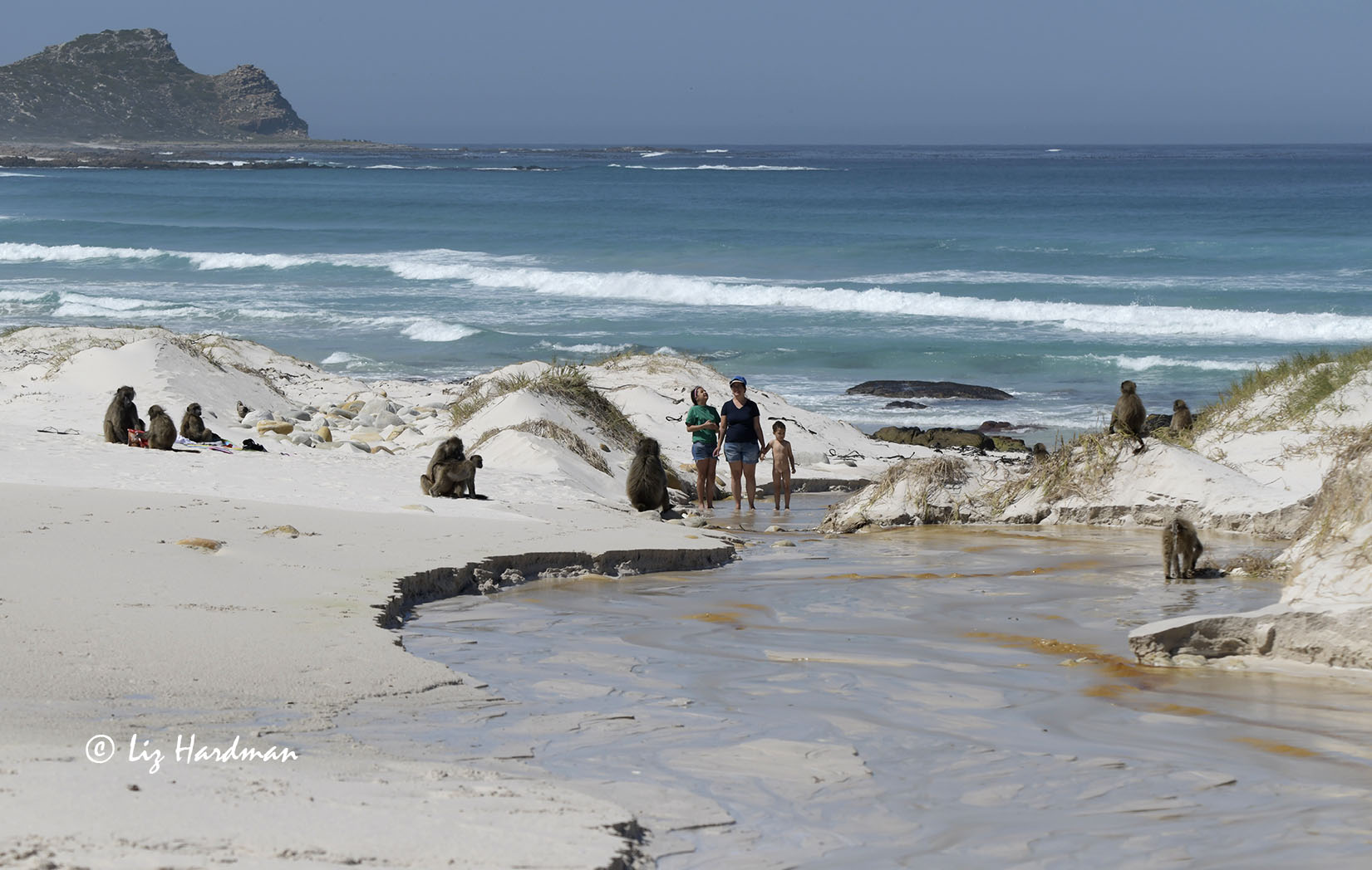 Wordless Wednesday: Beach Scene – Nature on the Edge